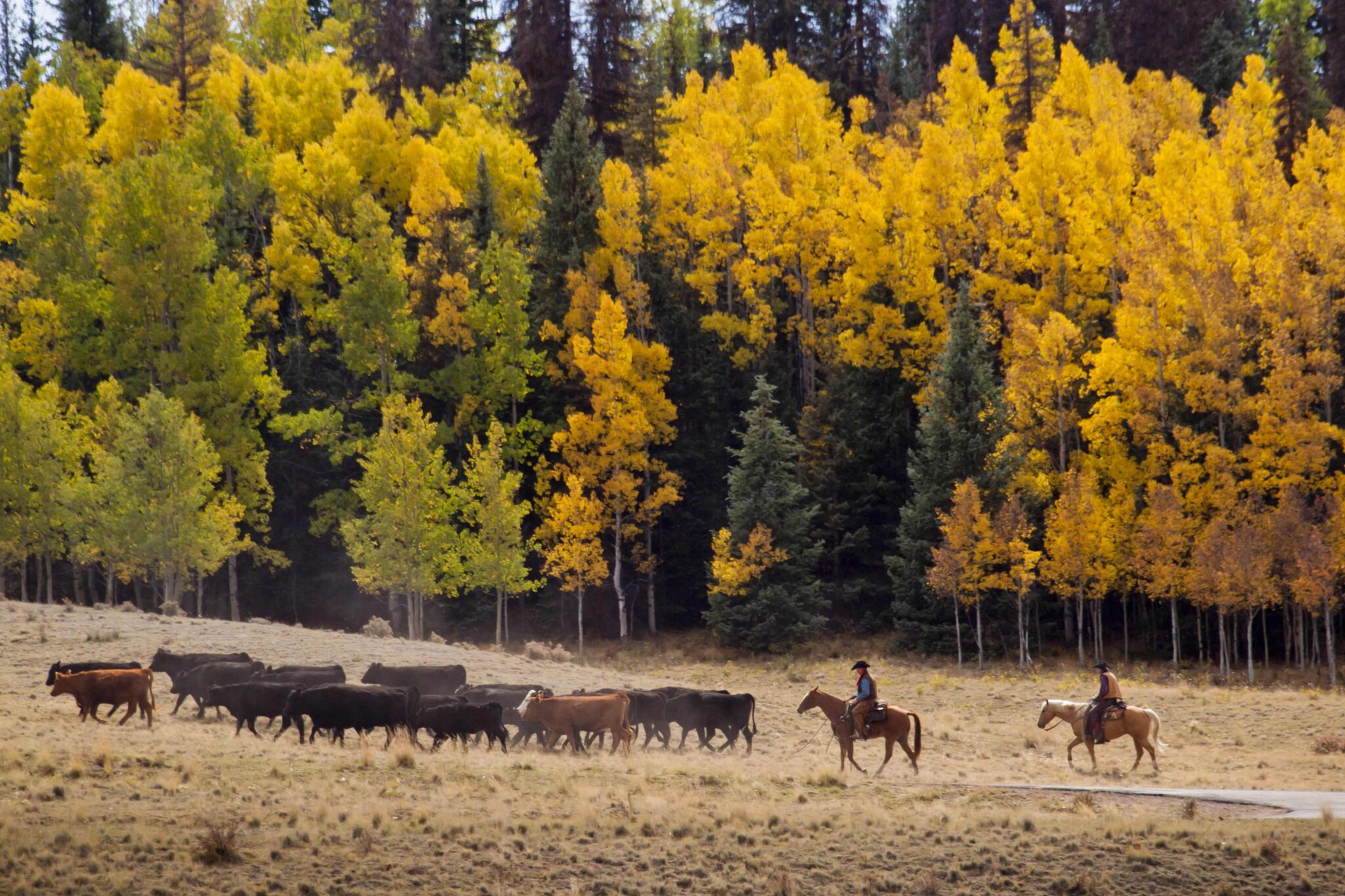 What is “Rural”? – Rural Life Matters